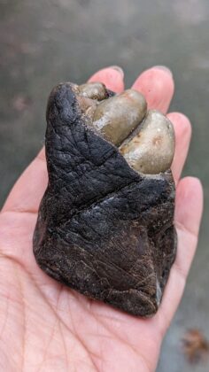Woman Unearths 20-Million-Year-Old Marine Mammal Fossil on Oregon Coast