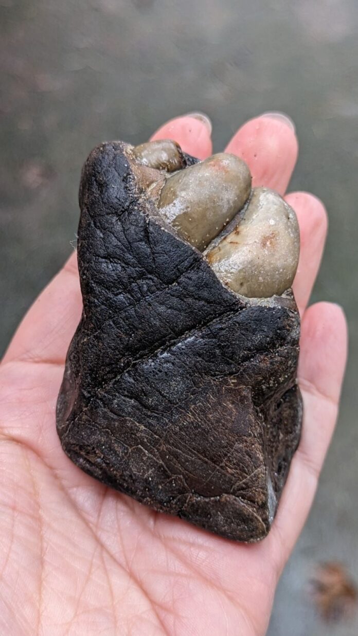 Woman Unearths 20-Million-Year-Old Marine Mammal Fossil on Oregon Coast