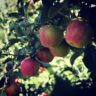 See The Incredible Oregon Farm Where You Can Pick Buckets Of Juicy Berries
