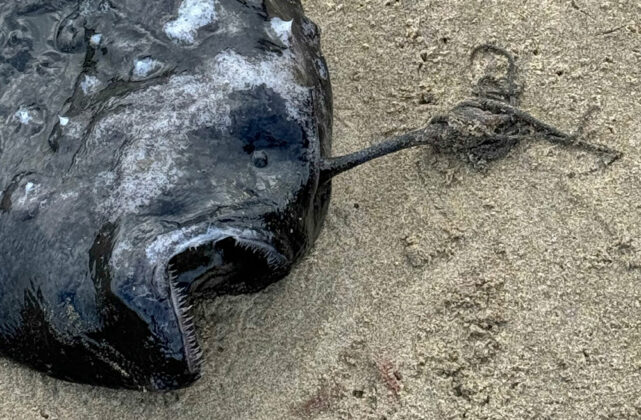 Rare And Bizarre Deep-Sea Anglerfish Washes Ashore Near Cannon Beach