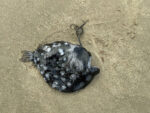 Rare And Bizarre Deep-Sea Anglerfish Washes Ashore Near Cannon Beach