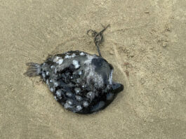 Rare And Bizarre Deep-Sea Anglerfish Washes Ashore Near Cannon Beach