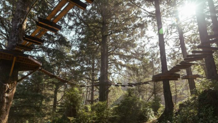 Discover a Secret Jungle Gym in the Heart of the Oregon Coast Rainforest