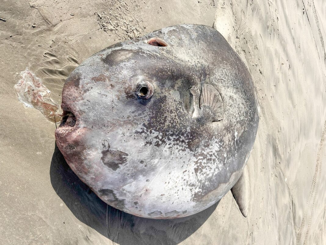 People Flock To See Massive Bizarre Fish That Washed Up On Oregon Shore