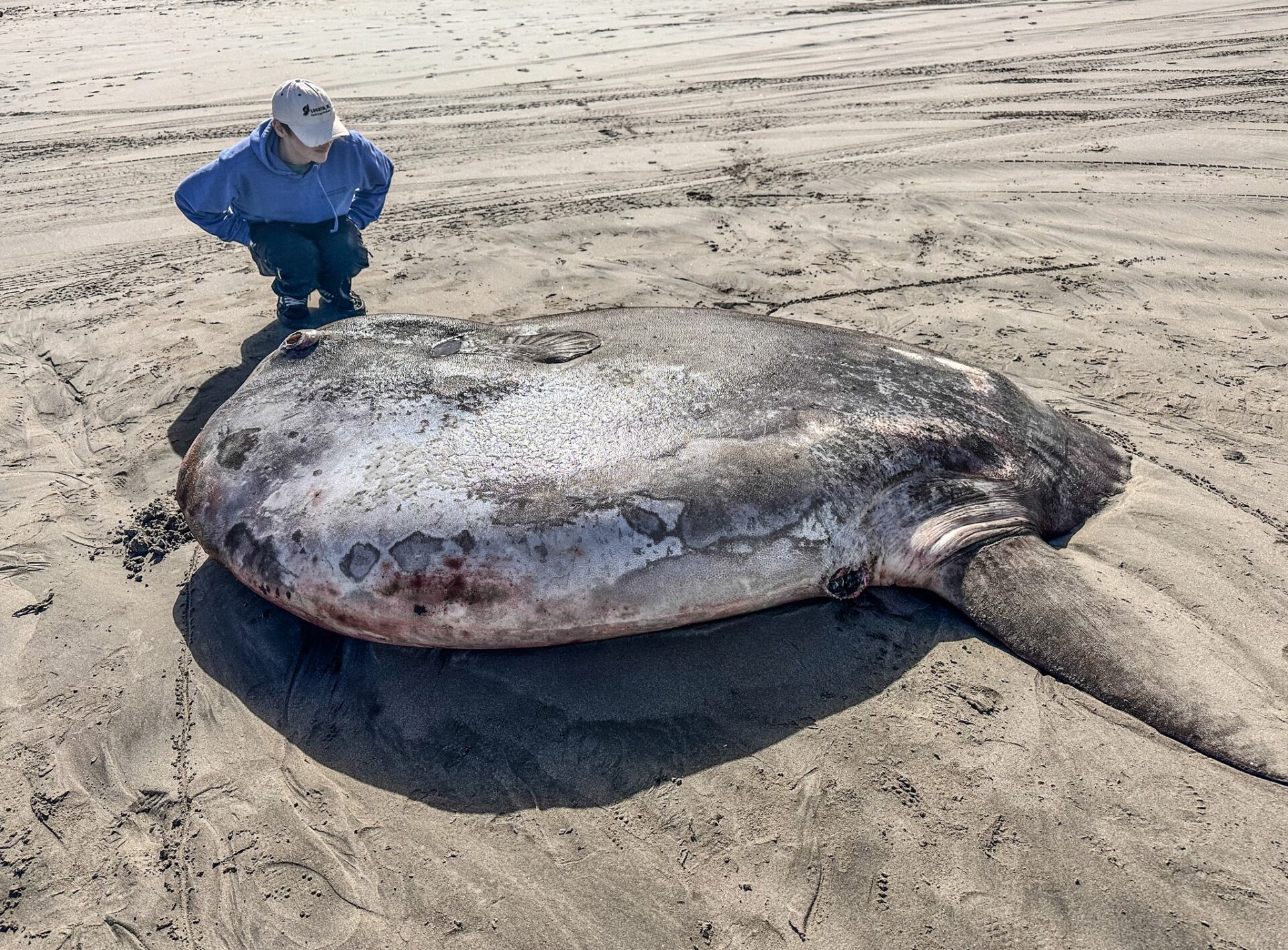 People Flock To See Massive Bizarre Fish That Washed Up On Oregon Shore