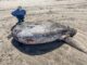 People Flock To See Massive Bizarre Fish That Washed Up On Oregon Shore