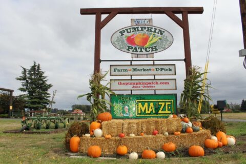 Portland's Favorite Corn Maze And Pumpkin Patch to Open August 31