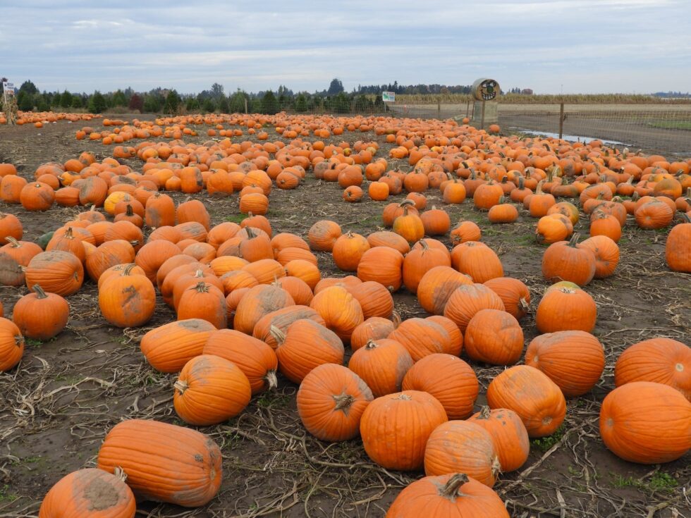 The Oregon Pumpkin Patch That Feels Like Stepping Into a Hallmark Movie ...