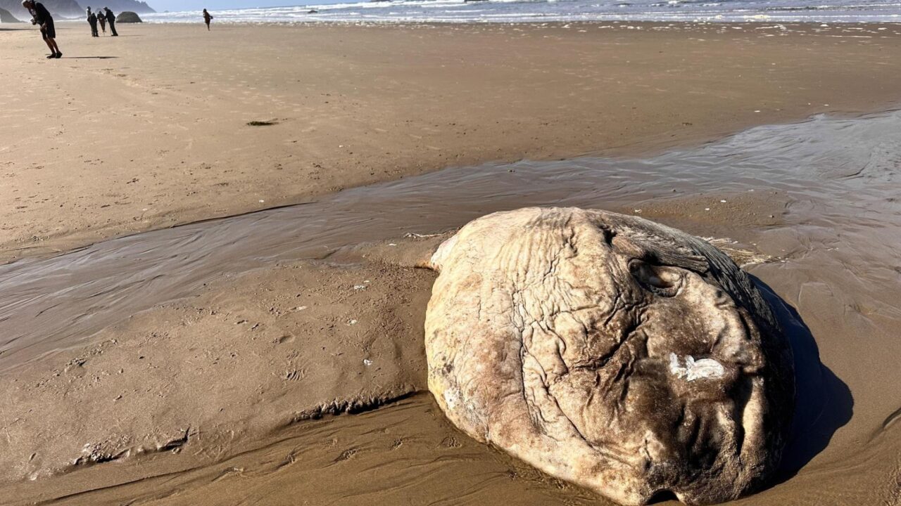 Another Giant Sunfish Discovery on Oregon Coast Marks Third Sighting in ...