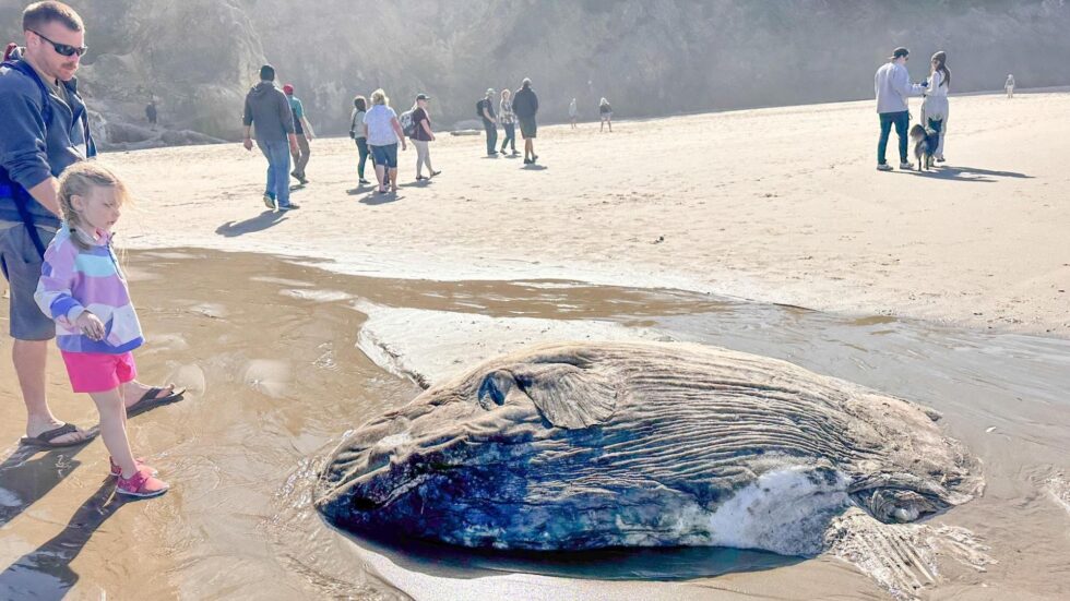Another Giant Sunfish Discovery on Oregon Coast Marks Third Sighting in ...