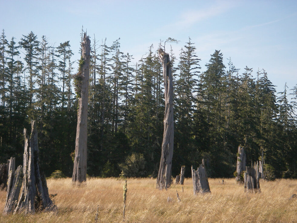 A Massive Earthquake Rocked The PNW Leaving Fascinating Evidence All ...