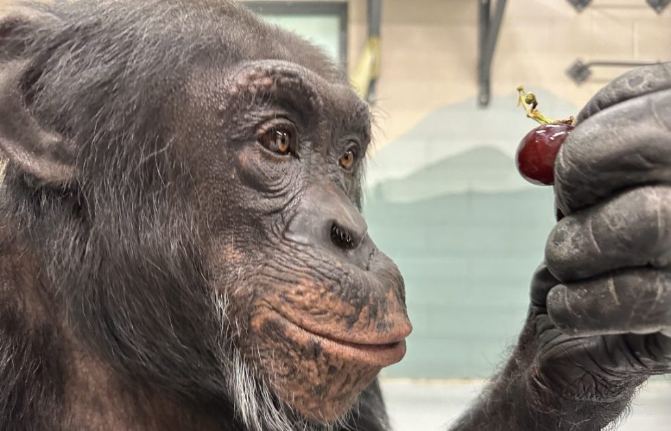 New Life In Sanctuary For George the Chimpanzee, Rescued From West Coast Game Park Slum