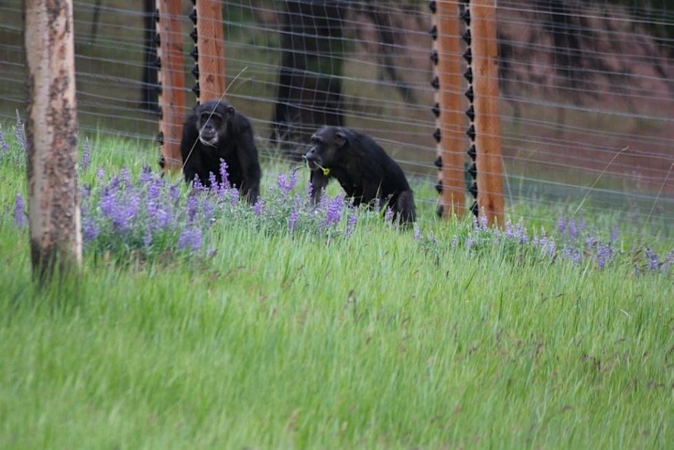 New Life In Sanctuary For George the Chimpanzee, Rescued From West ...