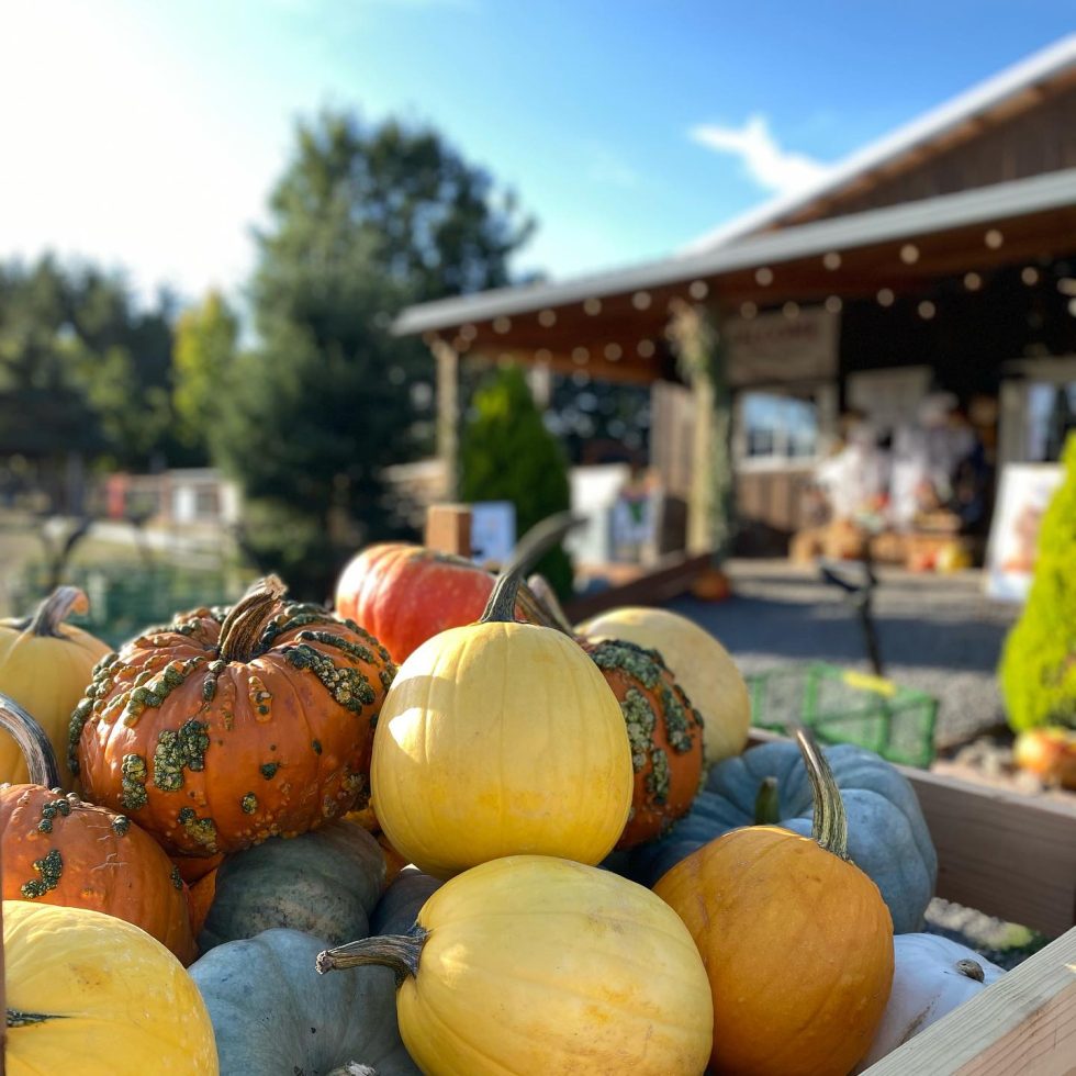 Fall Family Fun Is No Prob-Llama At This Charming Willamette Valley Farm