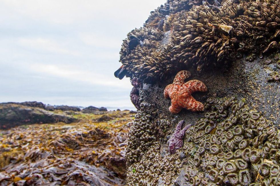 The Best Tide Pools on the Oregon Coast and the Exact Dates You Should ...