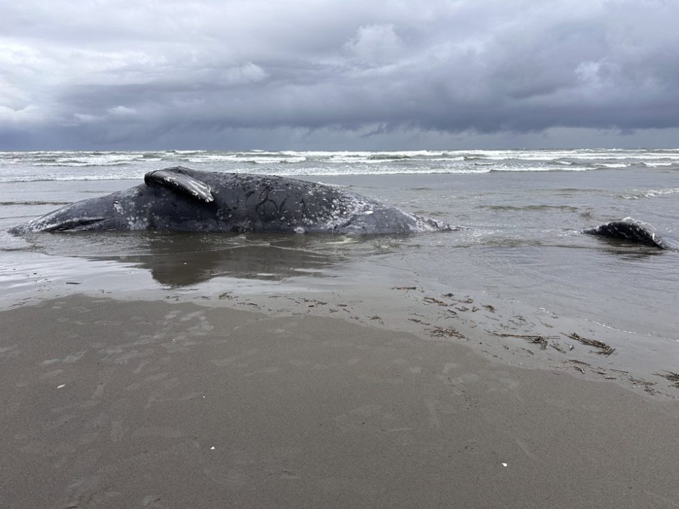 40-Foot Gray Whale Washes Ashore on Seaside Beach as Necropsy Planned