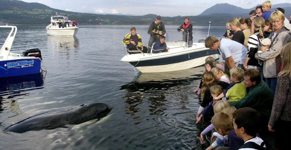 The Heartbreaking Story Of Keiko, The Real Orca Behind Free Willy And ...