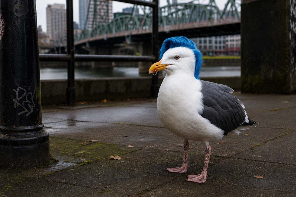 ODFW Confirms Sighting Of Extremely Rare Portland Seagull